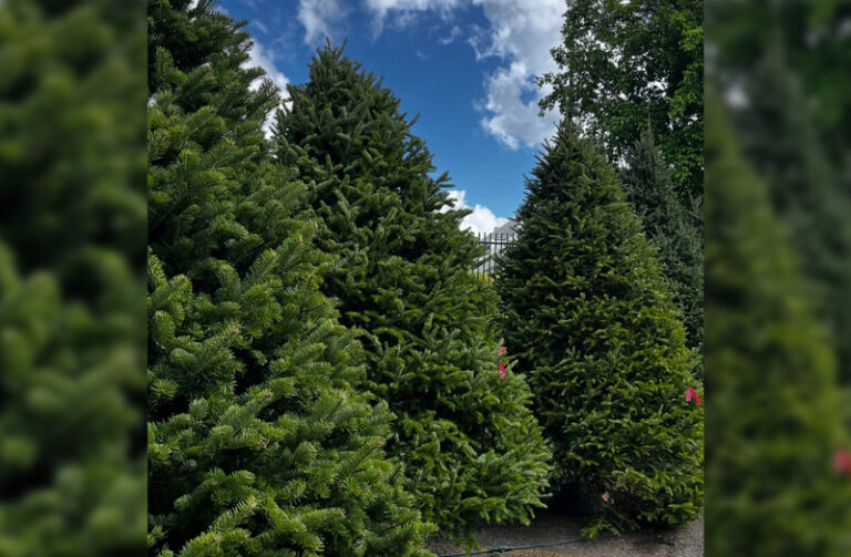 Nova Scotia tree growers warming hearts in warmer climes | Atlantic ...